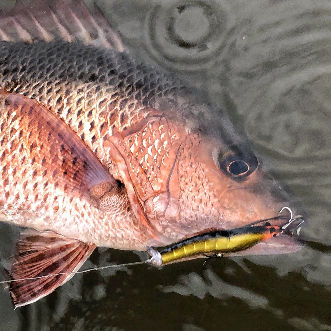 95mm Splash Prawns – Mick Molnar Designs